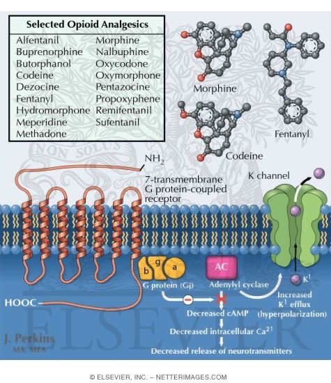 Opioids: Receptor - Transduction Mechanisms