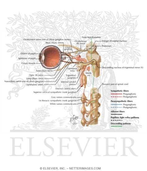 Ciliary Ganglion: Schema Innervation of the Intrinsic Eye Muscles ...