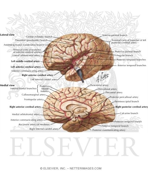 Arteries of Brain: Lateral and Medial Views Arterial Supply of the ...