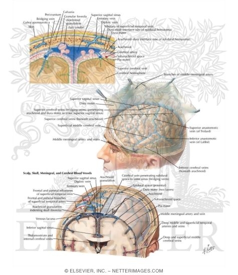 Superficial Cerebral Veins and Diploic Veins