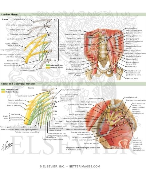 sacral plexus diagram bdc