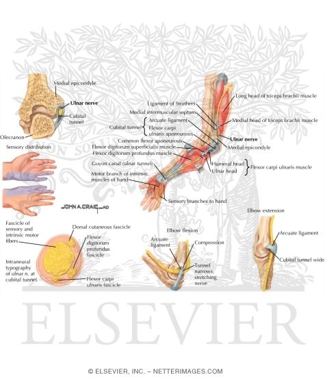 Ulnar Nerve Compression Sites