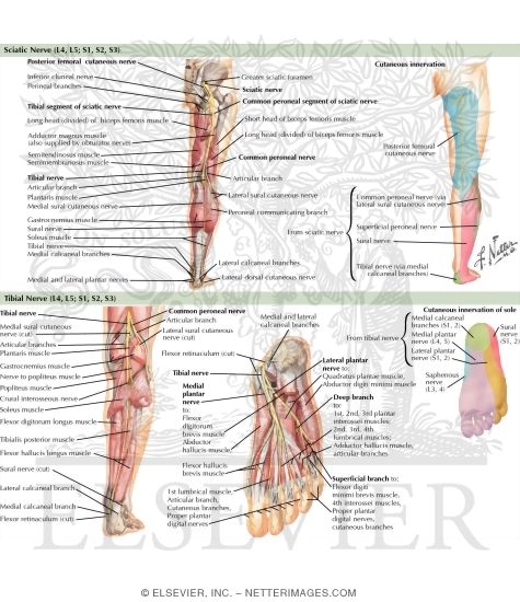 peroneal nerve sciatic nerve