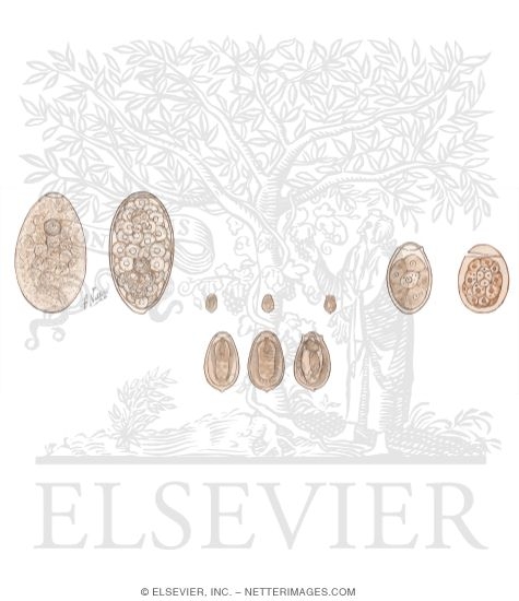 Ova of Selected Food-borne Trematodes