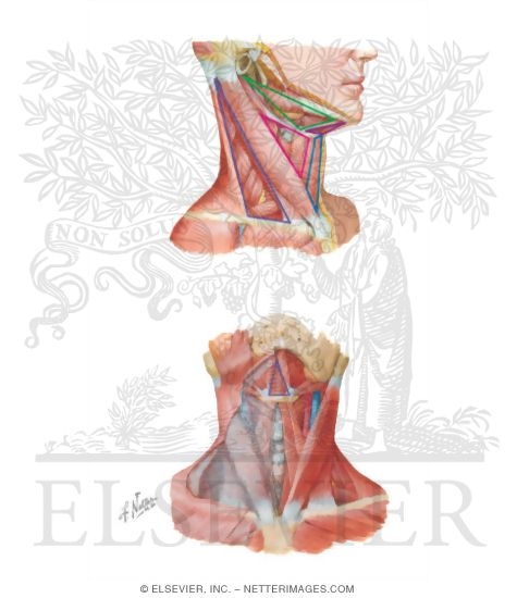 Suboccipital Triangle Netter