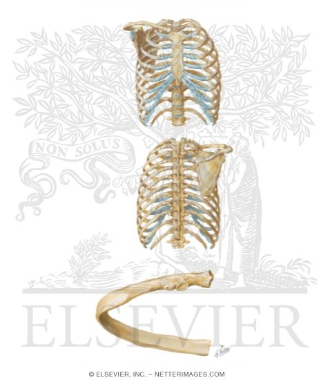 Sternum Anatomy Unlabeled