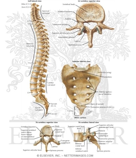 Osteology: Back