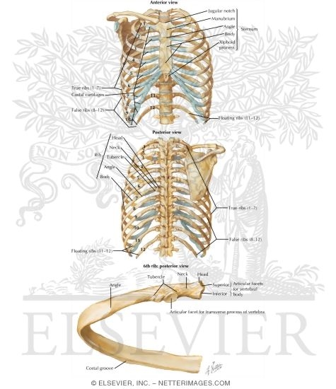 Osteology: Thorax