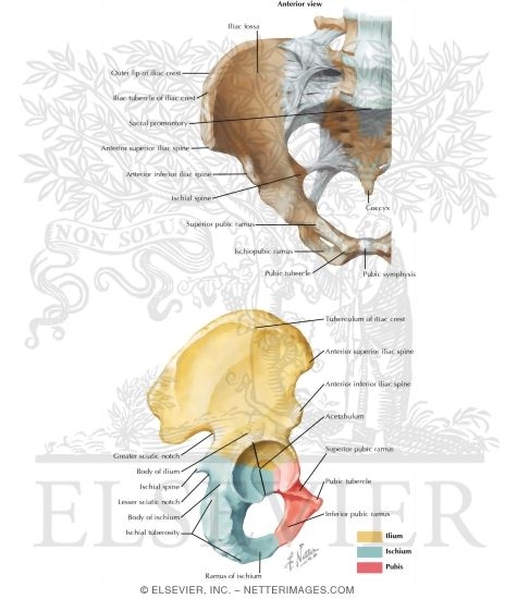 Osteology: Abdomen