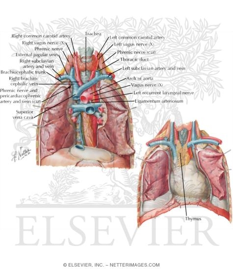 Contents of the Thorax: Mediastinum