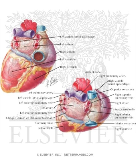 Sulcus Terminalis Heart