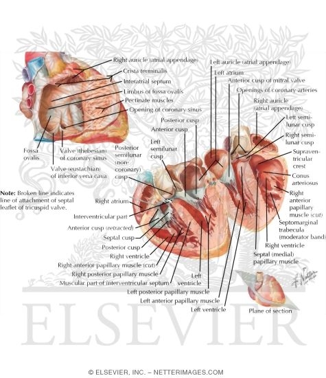 netter's anatomy coloring book heart