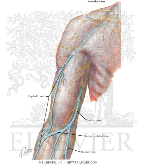 upper limb veins labeled