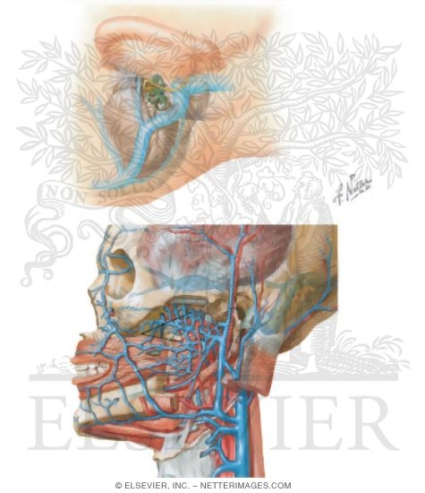 Venous Drainage of the Inner Ear