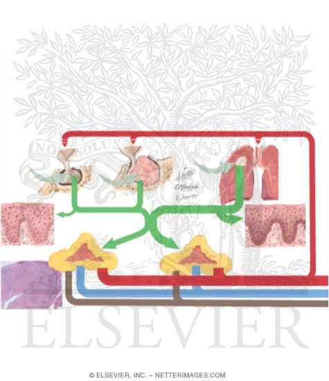 Cushing's Syndrome: Pathophysiology