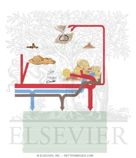 Cushing's Syndrome: Pathophysiology (Continued)