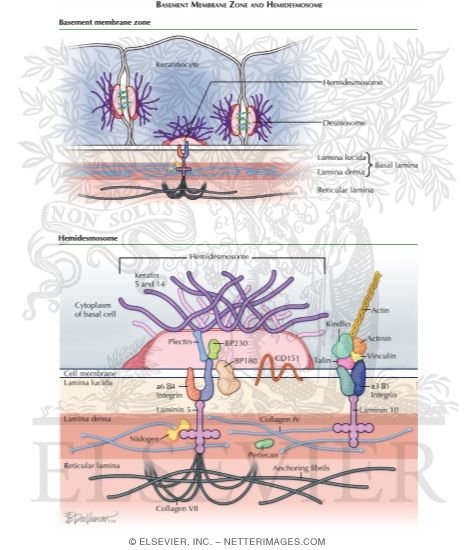 basement membrane zone