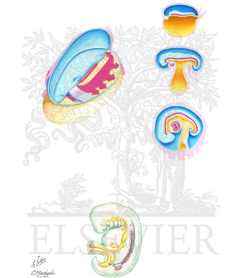 Development of Bladder and Ureter: Formation of the Cloaca