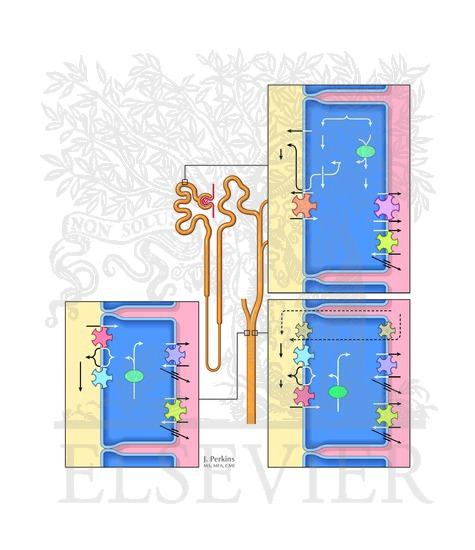 Acid-Base Balance: Renal Bicarbonate Synthesis and Proton Excretion
