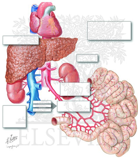 Hepatorenal Syndrome: Proposed Pathophysiology