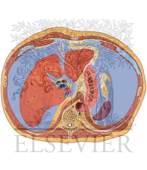 Peritoneal Cavity Abdomen Axial 4