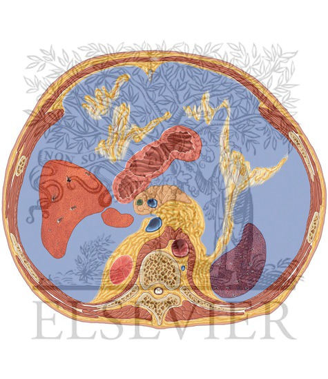 Peritoneal Cavity Abdomen Axial 6