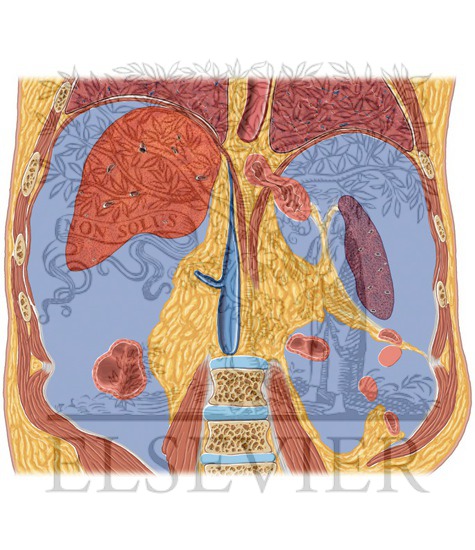 Peritoneal Cavity Abdomen Coronal 7