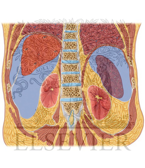 Peritoneal Cavity Abdomen Coronal 9