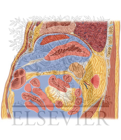 Peritoneal Cavity Pelvis Sagittal 3