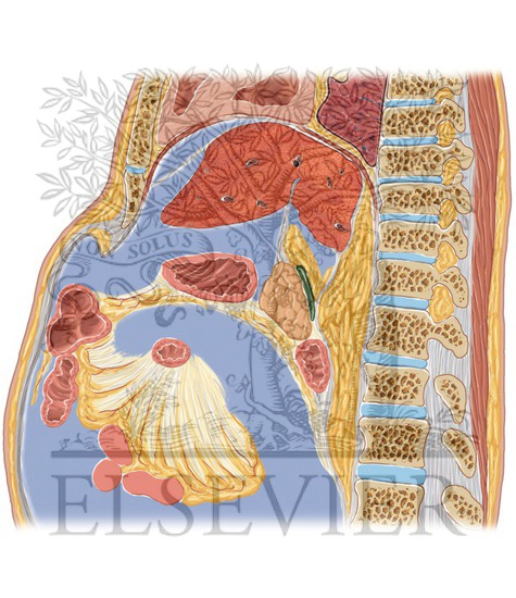 Peritoneal Cavity Pelvis Sagittal 6