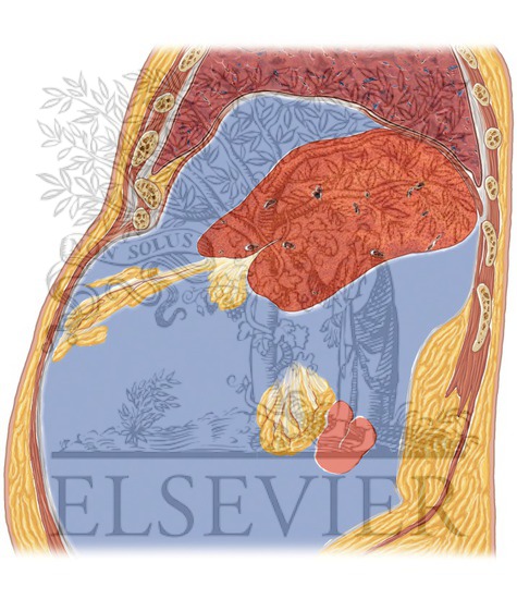 Peritoneal Cavity Pelvis Sagittal 8