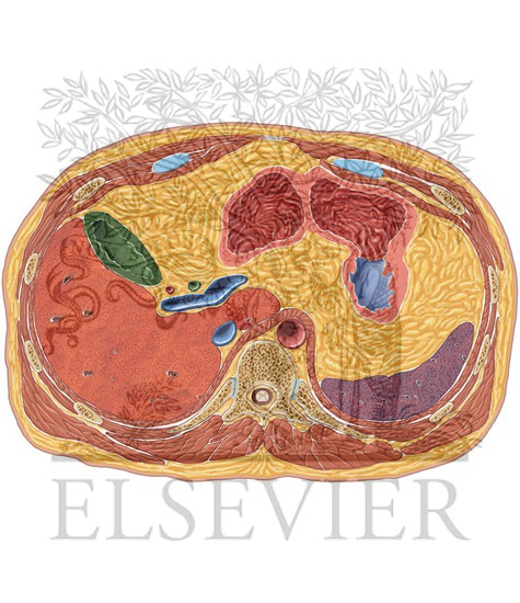 Biliary System Axial 1