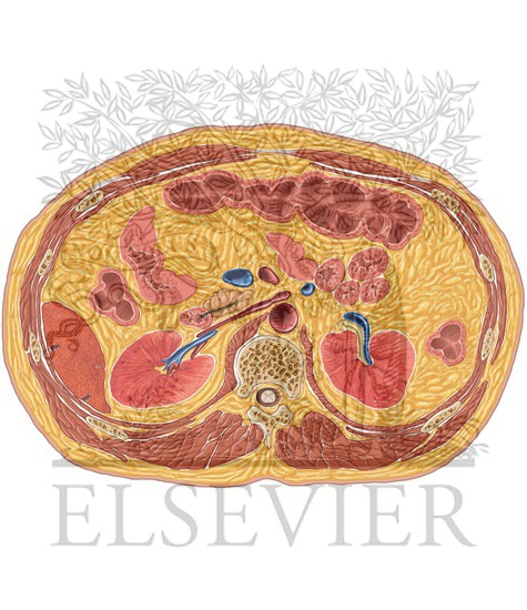 Biliary System Axial 9
