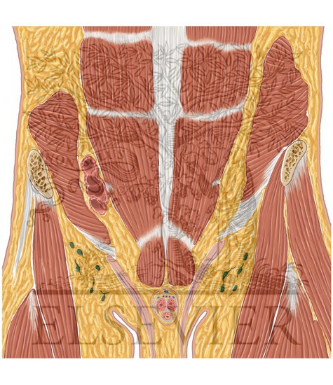 Male Pelvis Coronal 1