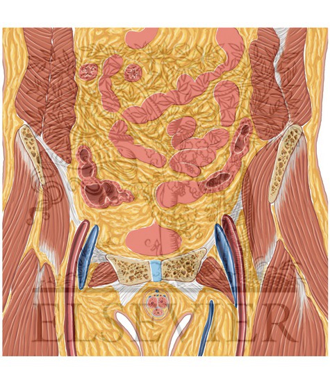 Male Pelvis Coronal 2