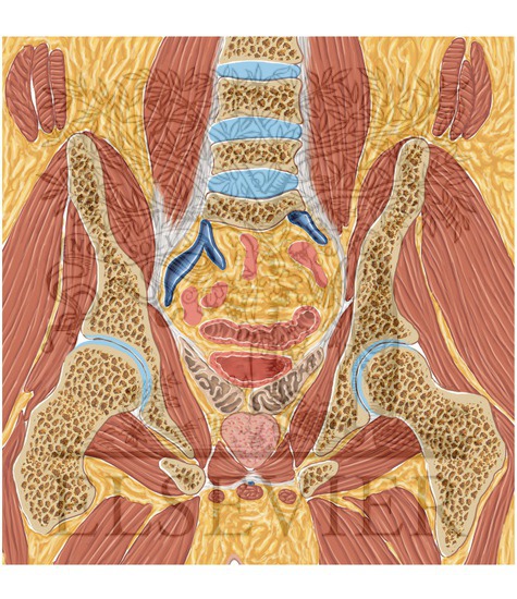 Male Pelvis Coronal 6