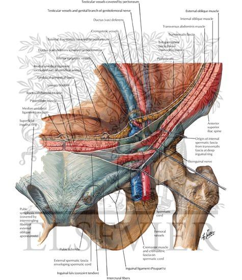 inguinal ring anatomy