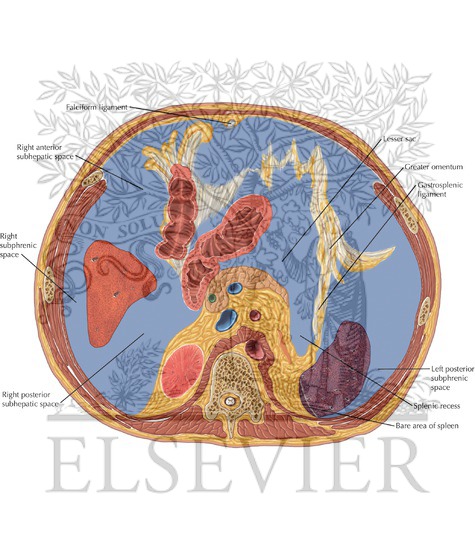 Peritoneal Cavity Abdomen Axial 7