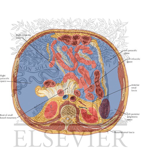 Peritoneal Cavity Abdomen Axial 9