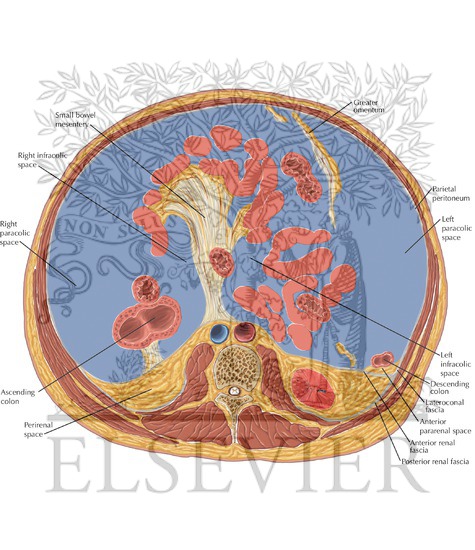 Peritoneal Cavity Abdomen Axial 11