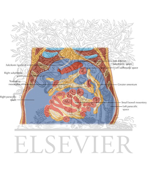 Peritoneal Cavity Abdomen Coronal 2