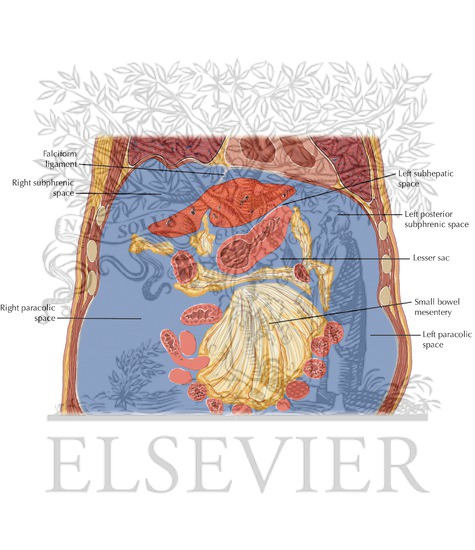 Peritoneal Cavity Abdomen Coronal 3