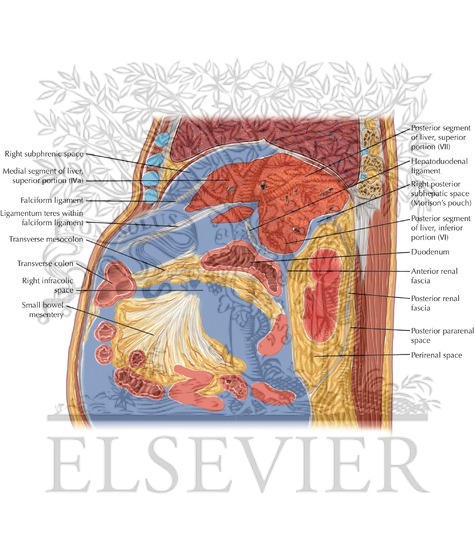 Peritoneal Cavity Pelvis Sagittal 7