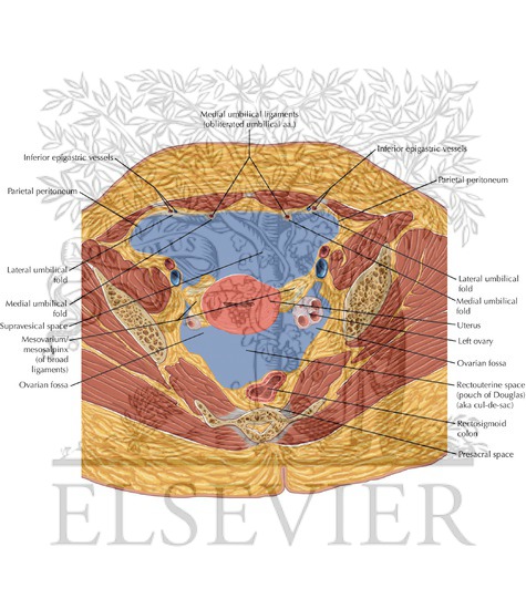 Peritoneal Cavity Pelvis Axial 4