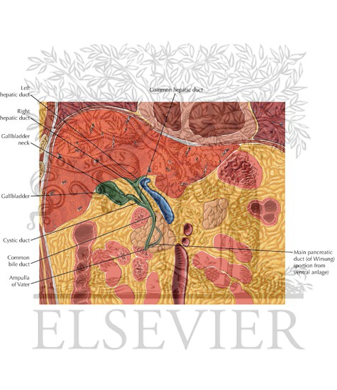 Biliary System Coronal 1