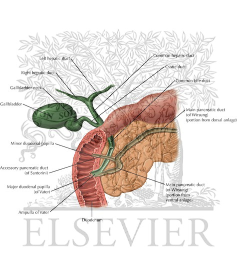 Biliary System Coronal MIP 1