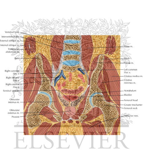 Male Pelvis Coronal 6