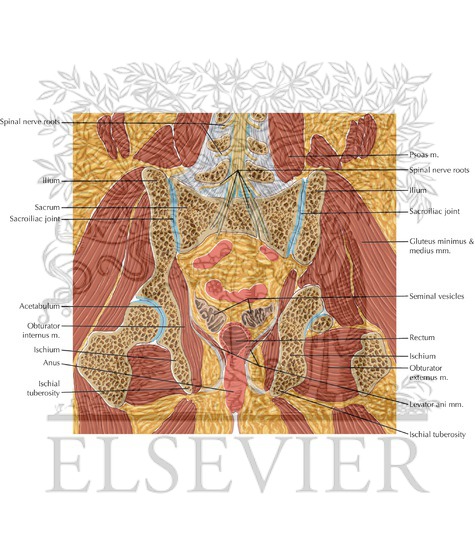 Male Pelvis Coronal 7