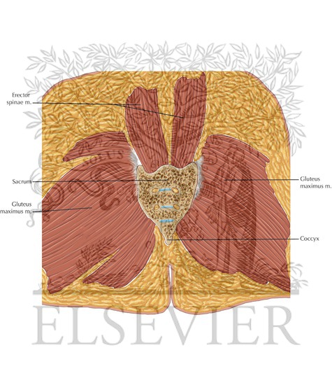 Male Pelvis Coronal 10