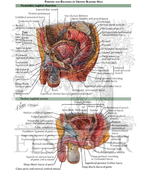 male bladder position